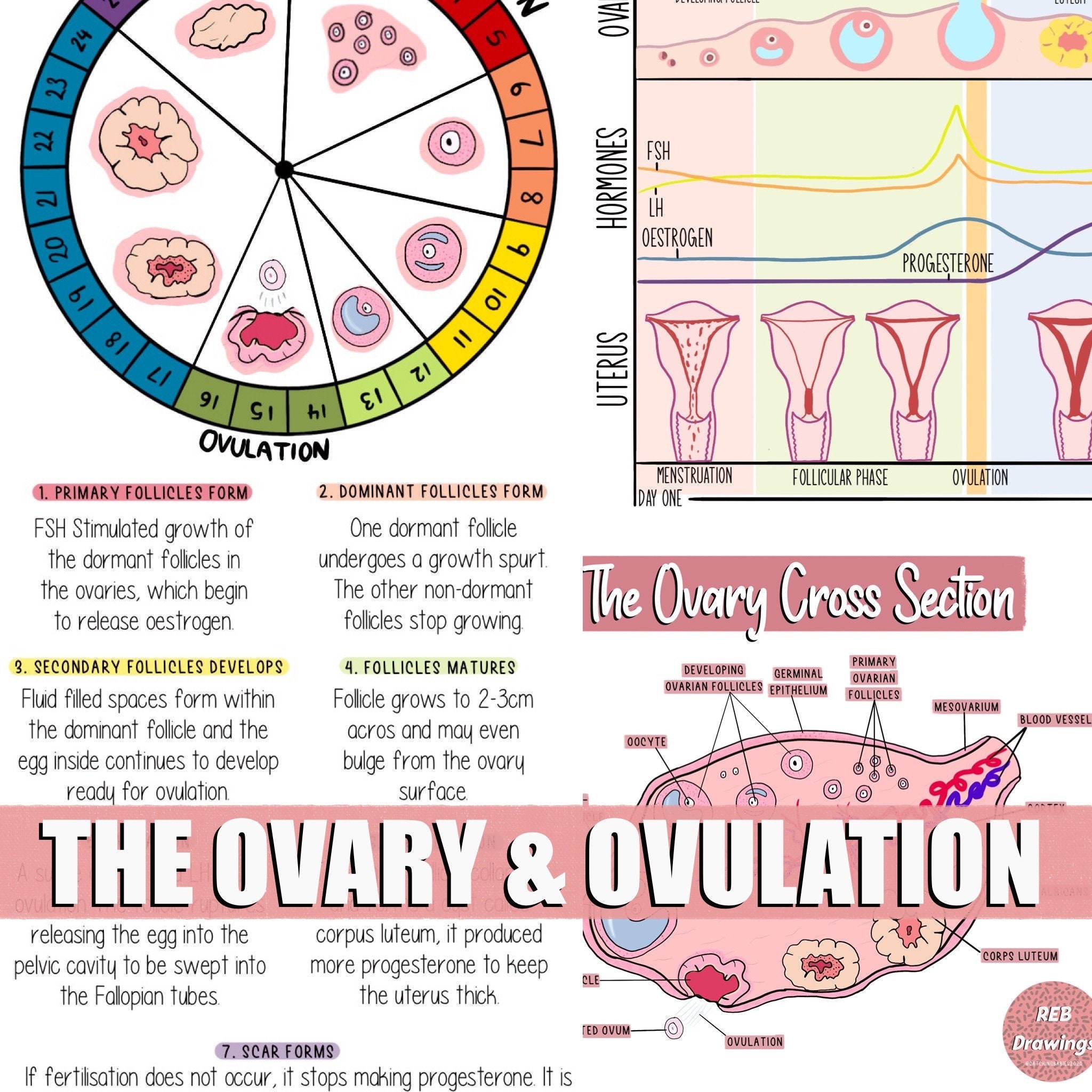 The Ovary & Ovulation Drawings - Etsy