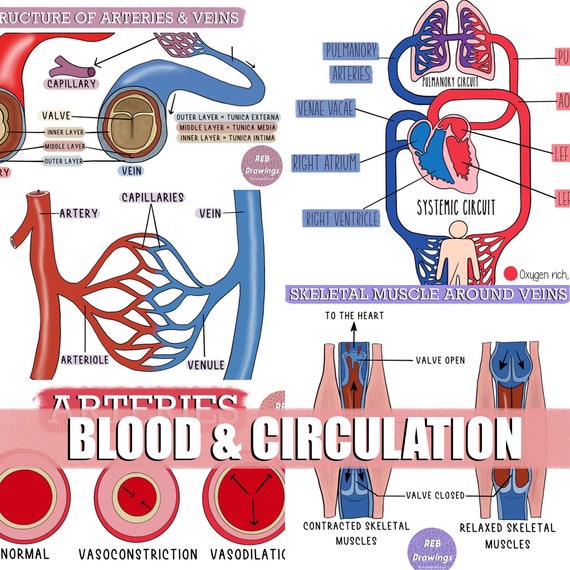 Blood and Circulation Drawings | Etsy
