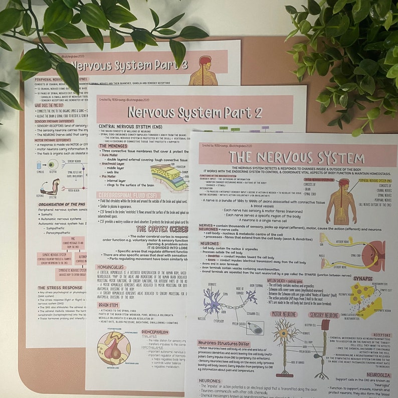 27 Anatomy and Physiology Revision Posters - Etsy