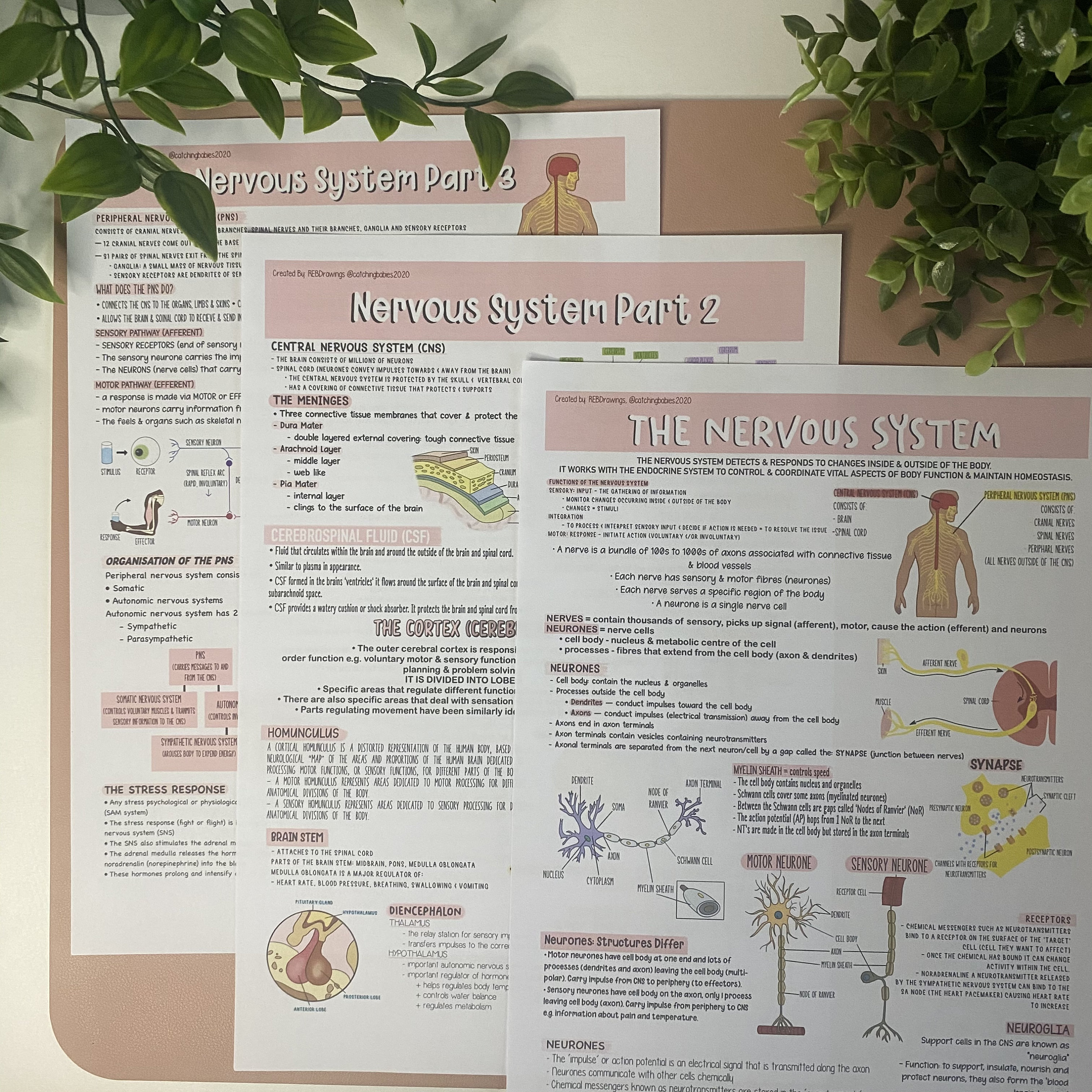 27 Anatomy and Physiology Revision Posters - Etsy