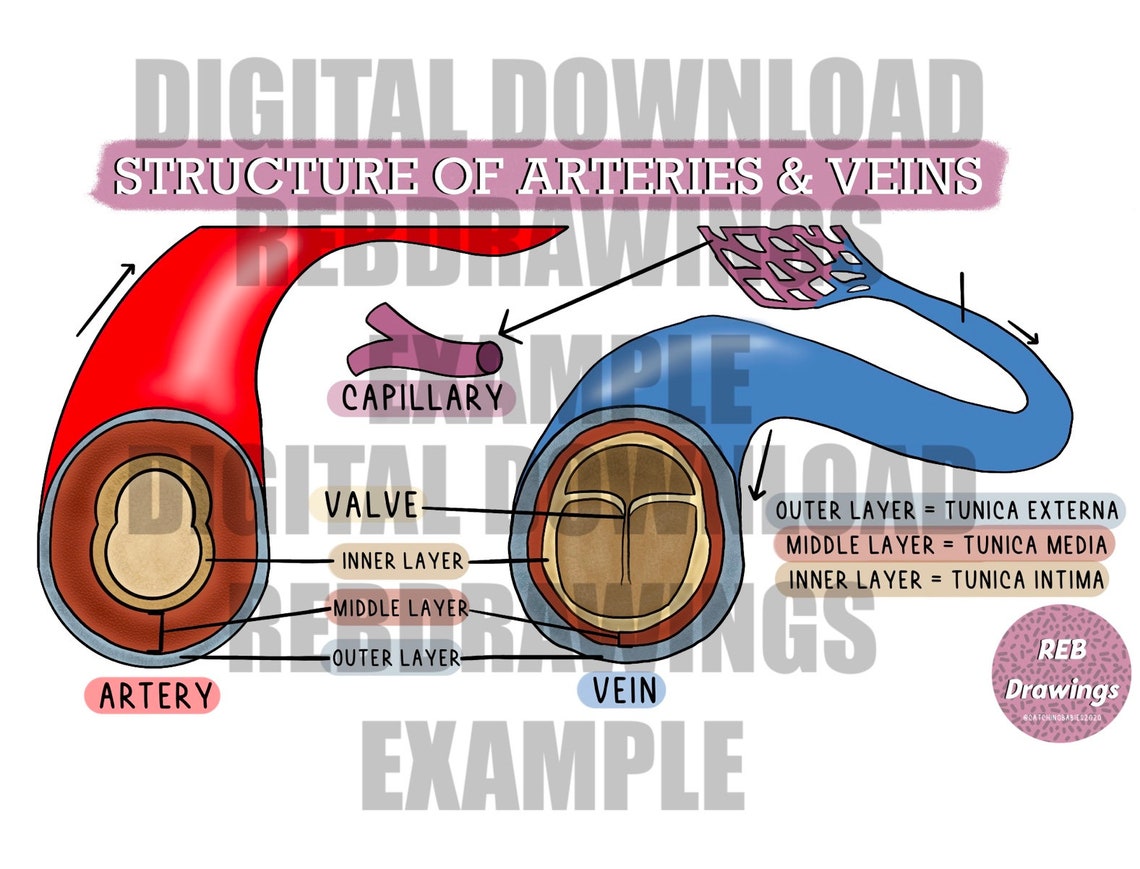 Blood and Circulation Drawings - Etsy UK
