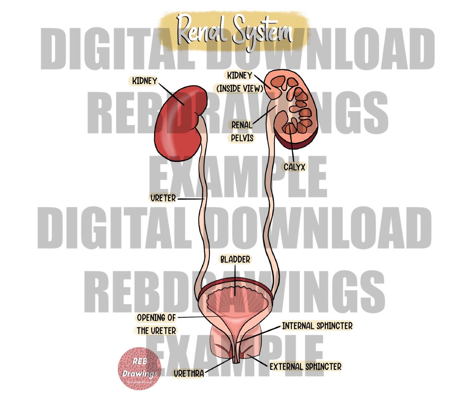 The Renal System Anatomy Drawings - Etsy UK