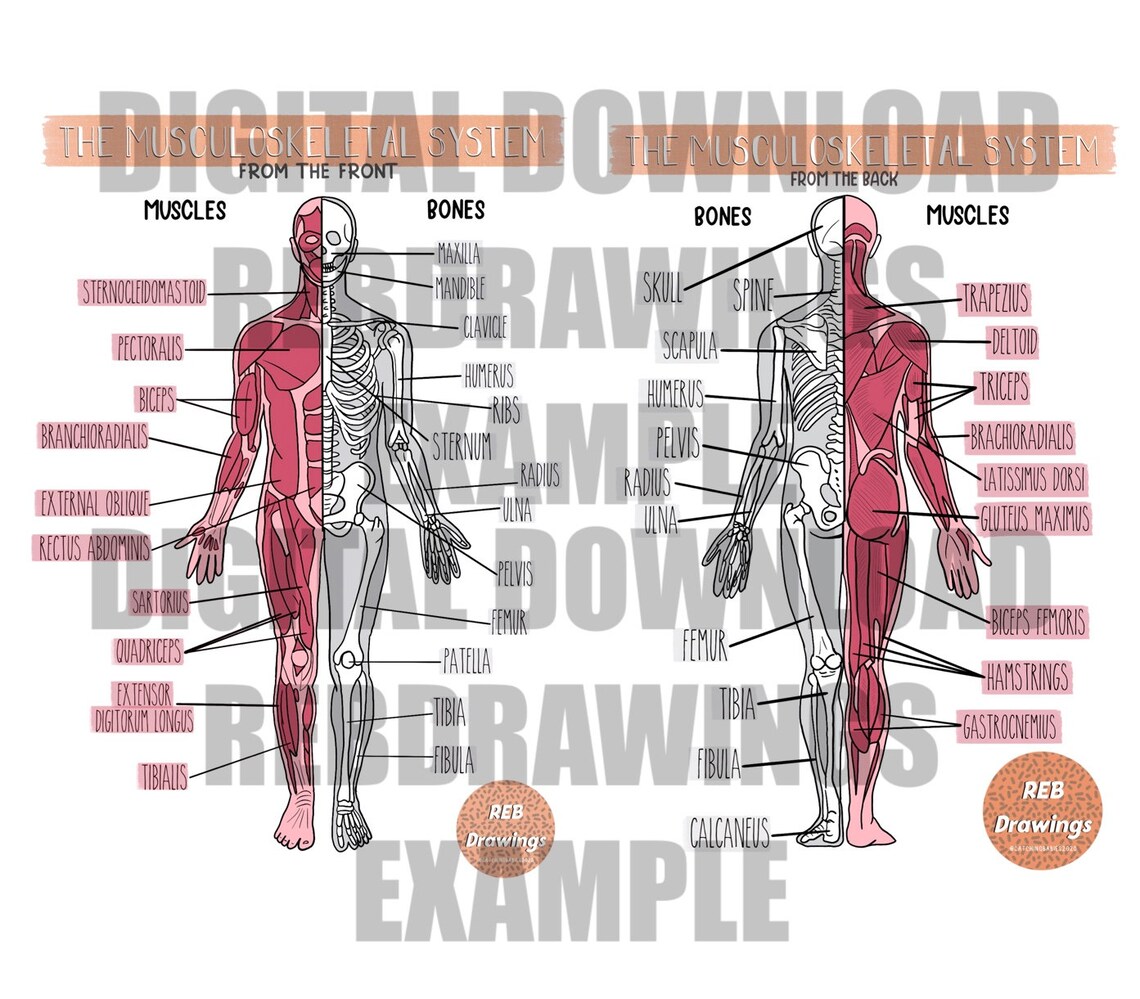 Musculoskeletal System Drawings | Etsy