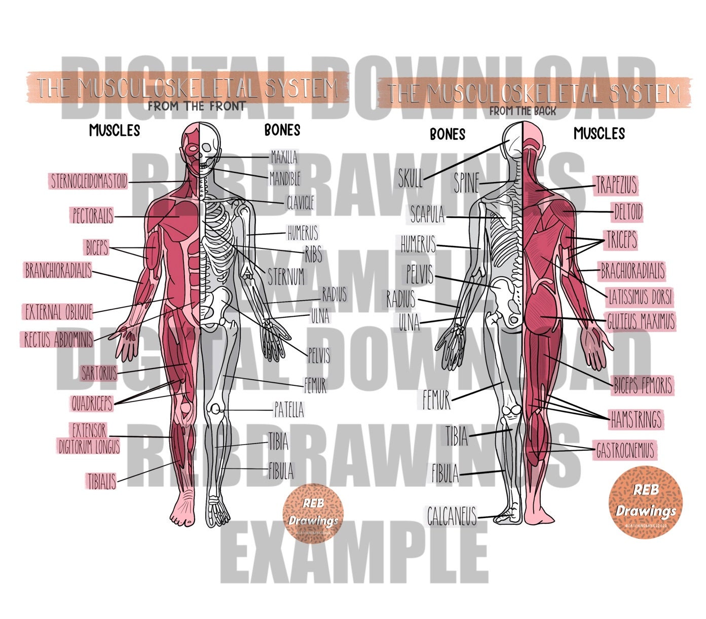 Musculoskeletal System Drawings - Etsy Denmark