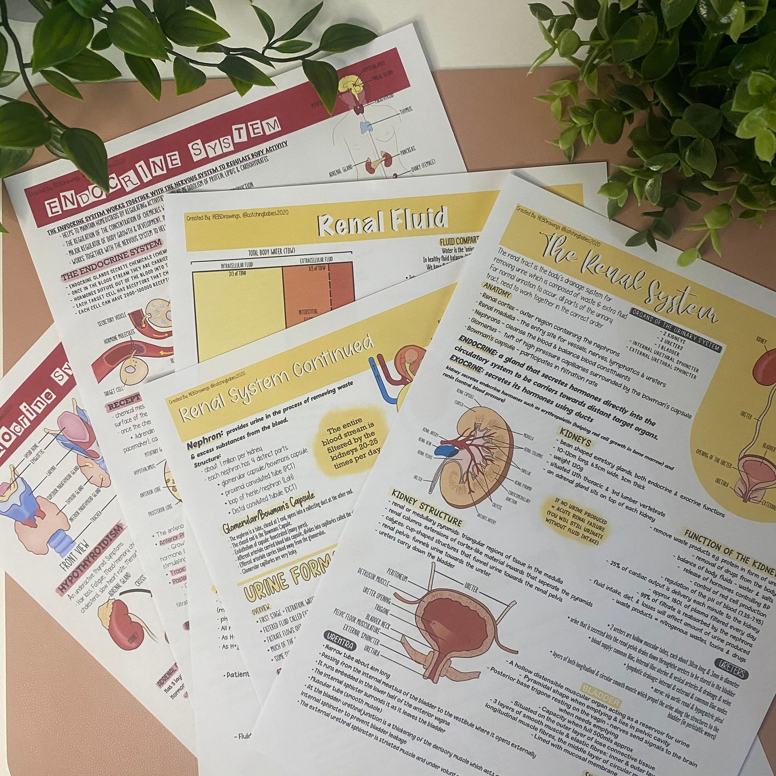 27 Anatomy and Physiology Revision Posters - Etsy