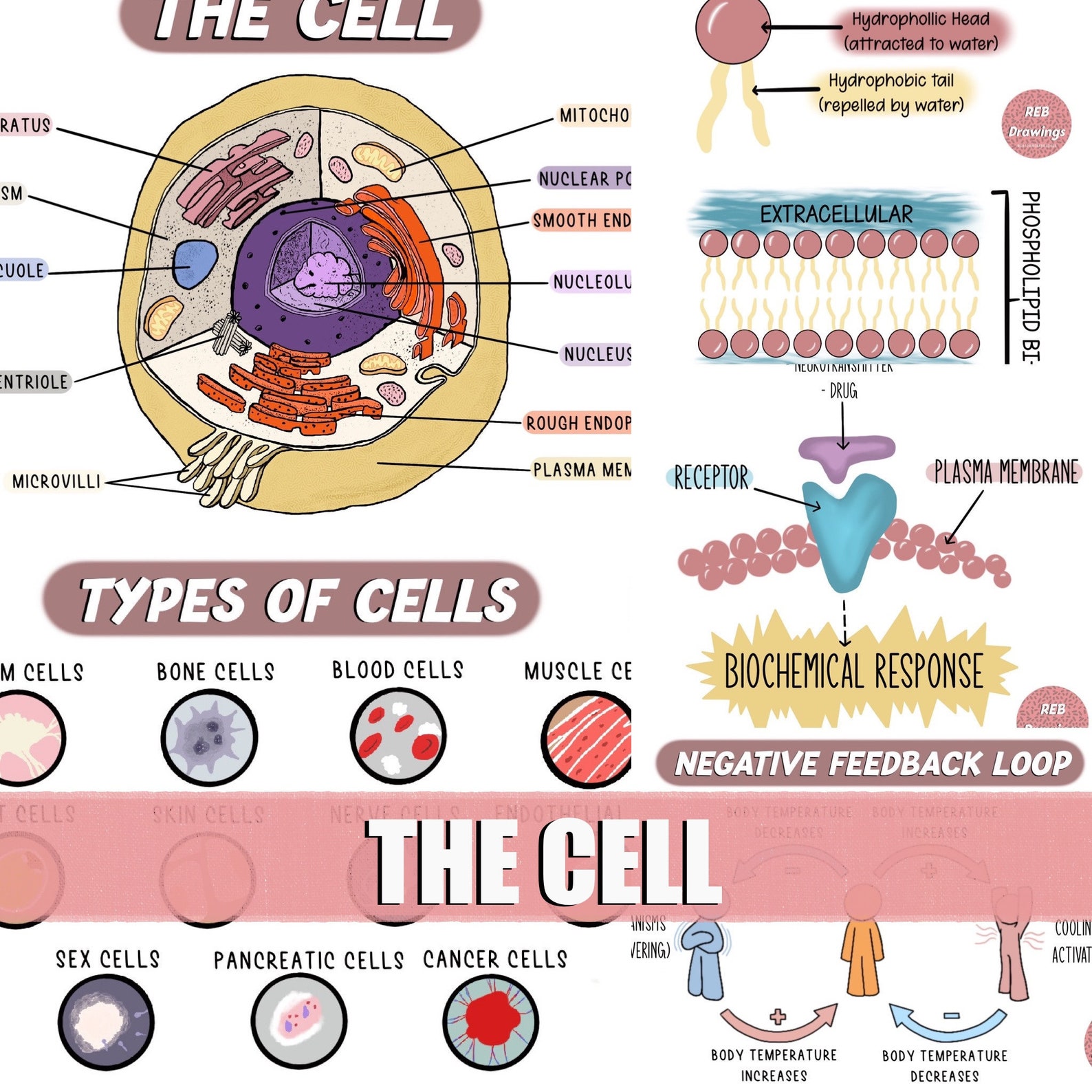 The Cell Anatomy Drawings - Etsy