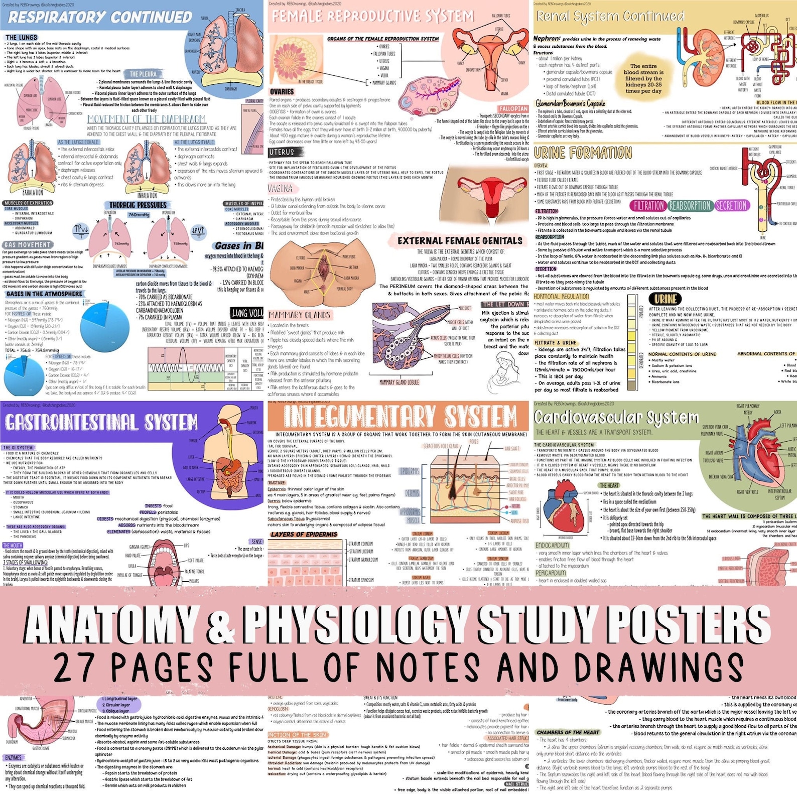 27 Anatomy and Physiology Revision Posters - Etsy