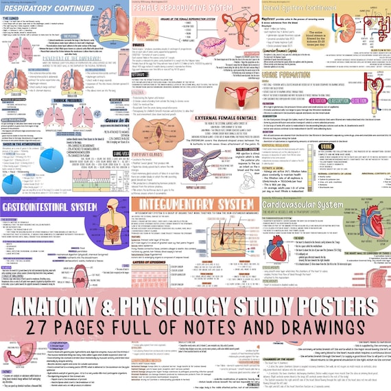 27 Anatomy and Physiology Revision Posters - Etsy