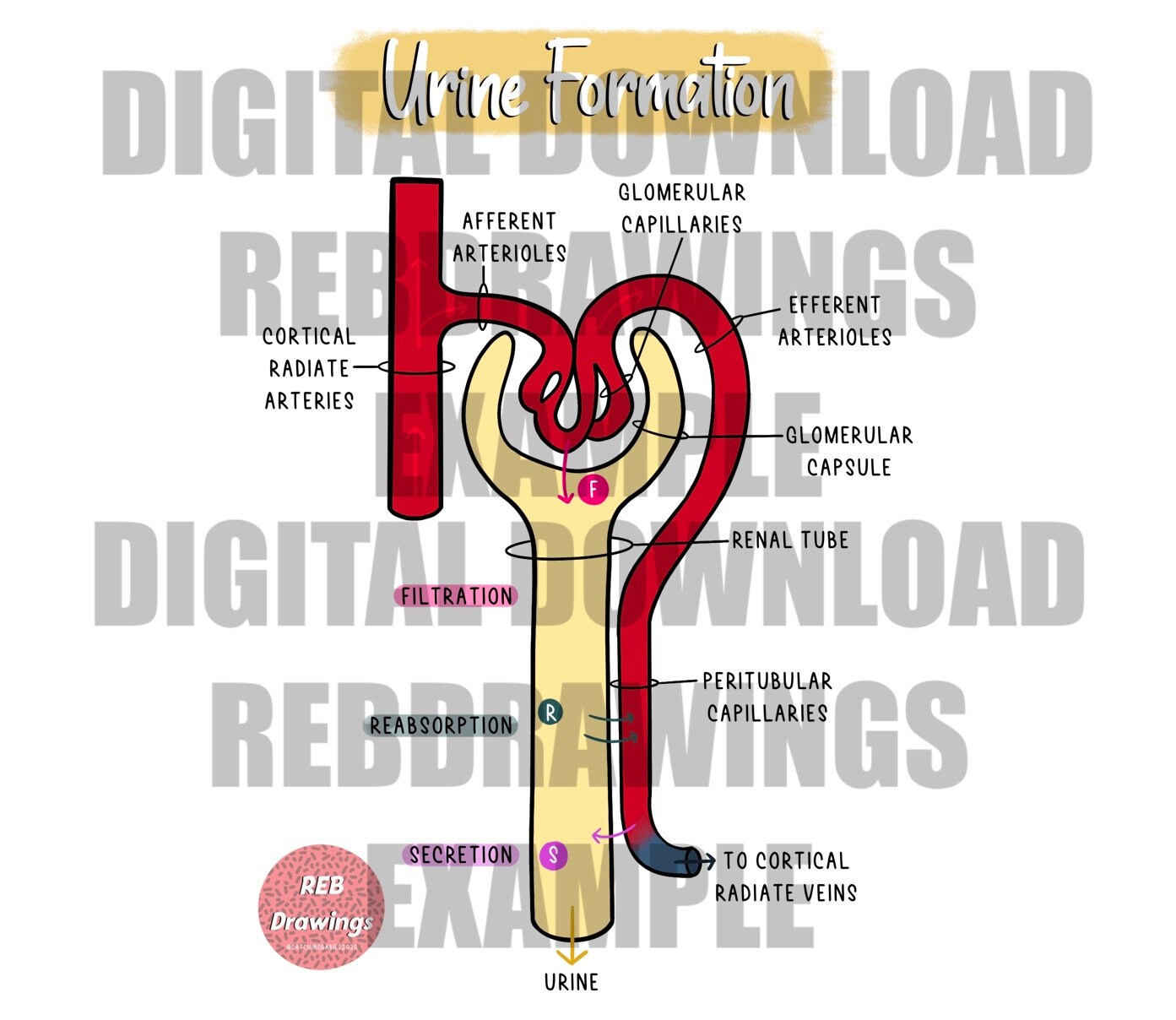 The Renal System Anatomy Drawings - Etsy