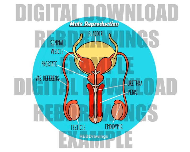 Male Reproductive System Drawings - Etsy