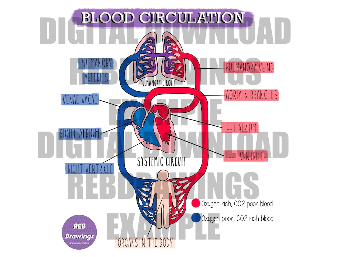 Blood and Circulation Drawings - Etsy UK