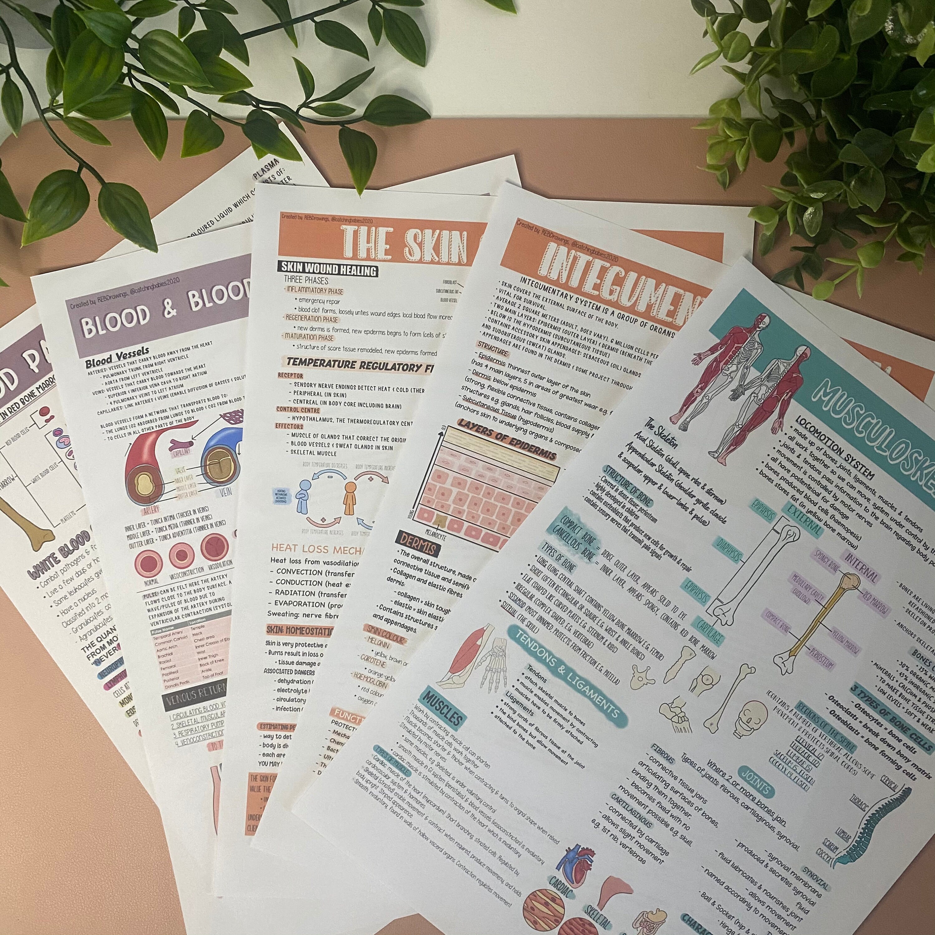 27 Anatomy and Physiology Revision Posters - Etsy