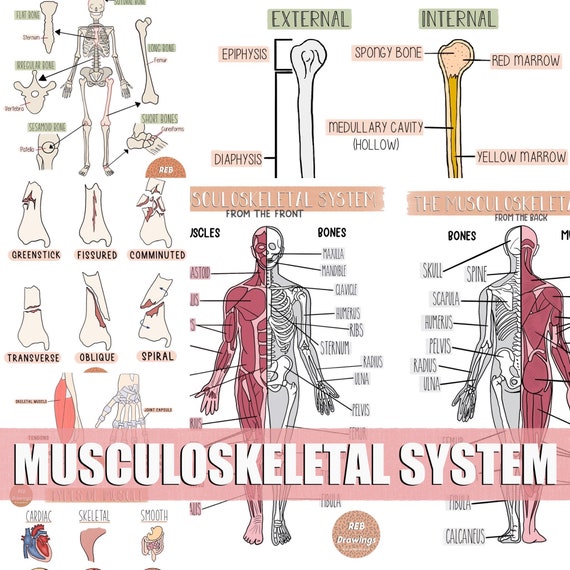 Musculoskeletal System