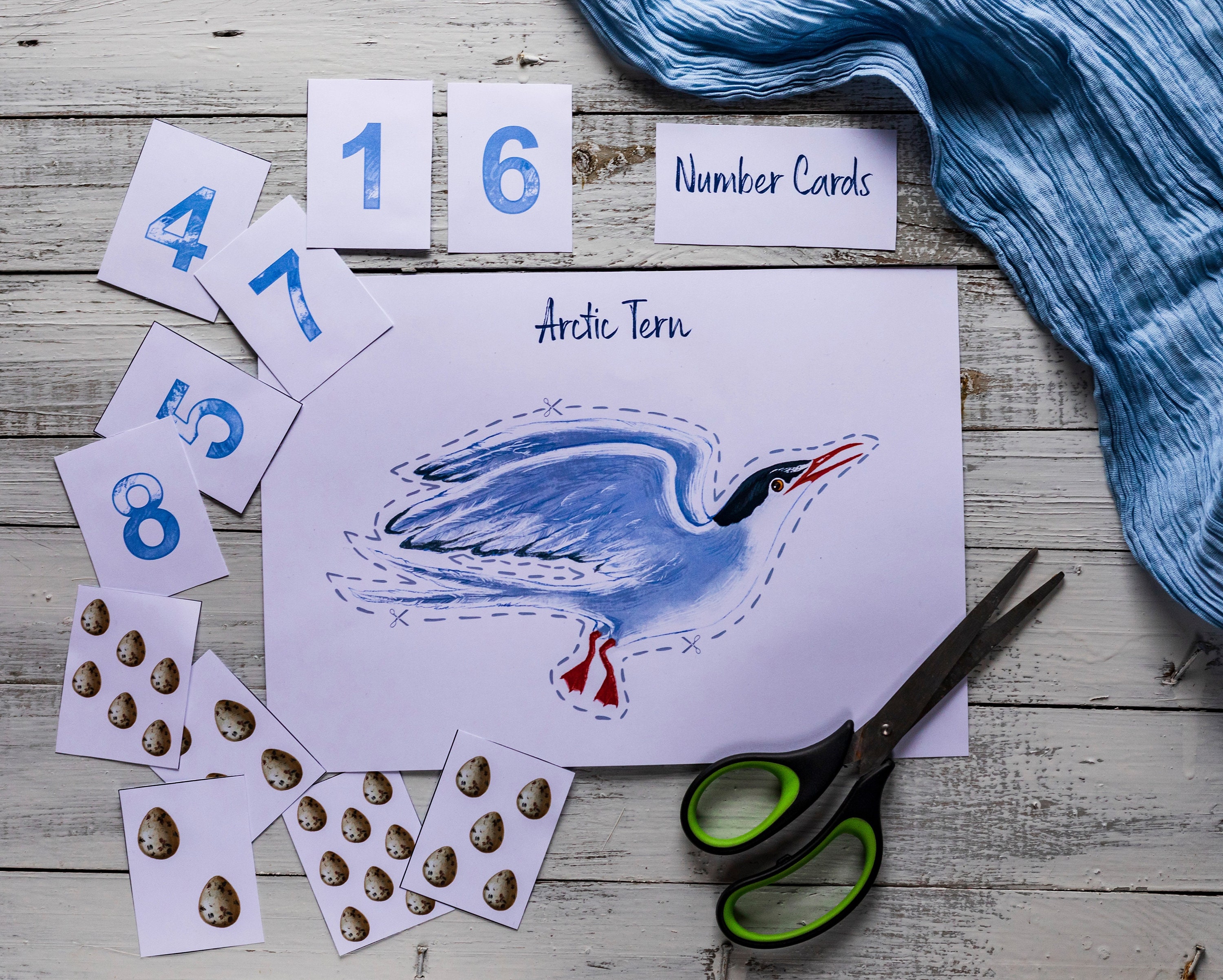 Arctic Tern Mini Study, Nature Pack, Charlotte Mason Inspired Unit - Etsy