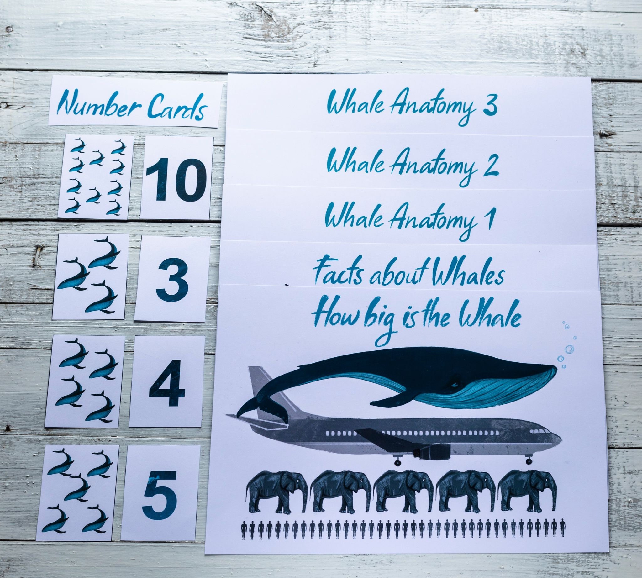 Blue Whale Mini Study, Nature Pack, Charlotte Mason Inspired Unit - Etsy