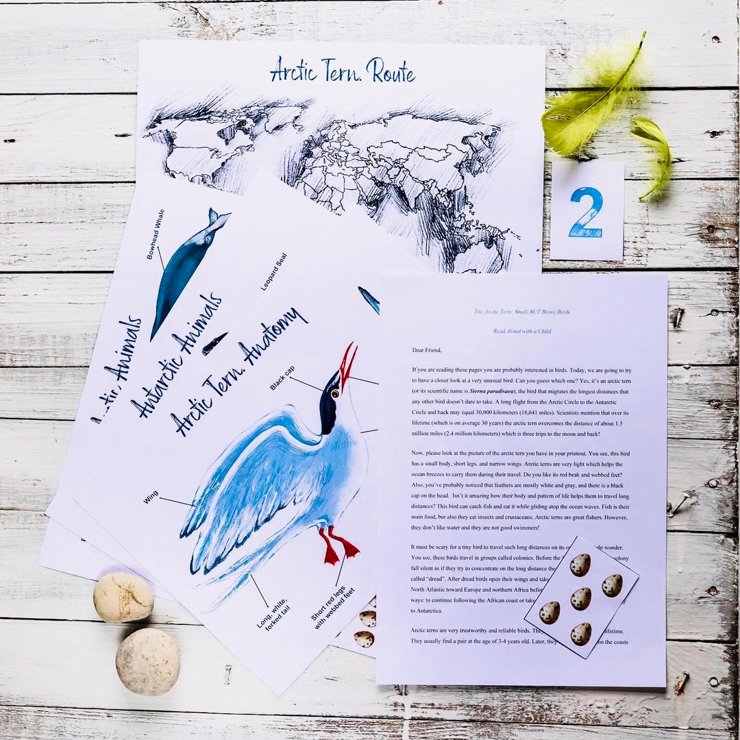 Arctic Tern Mini Study, Nature Pack, Charlotte Mason Inspired Unit - Etsy