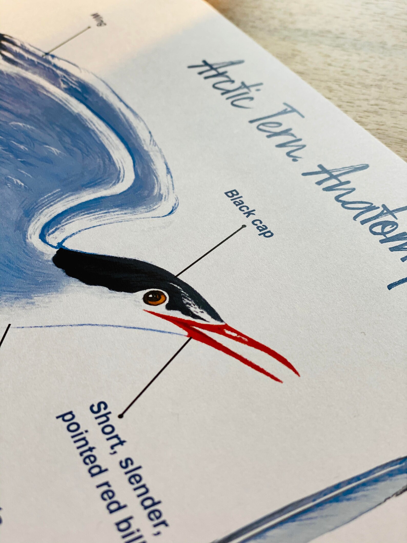 Arctic Tern Mini Study, Nature Pack, Charlotte Mason Inspired Unit - Etsy