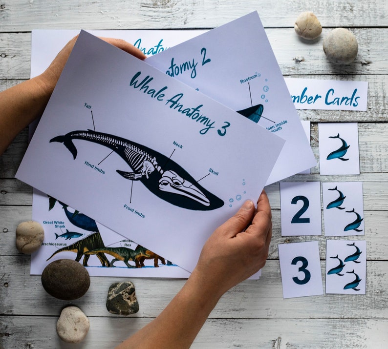 Blue Whale Mini Study, Nature Pack, Charlotte Mason Inspired Unit - Etsy