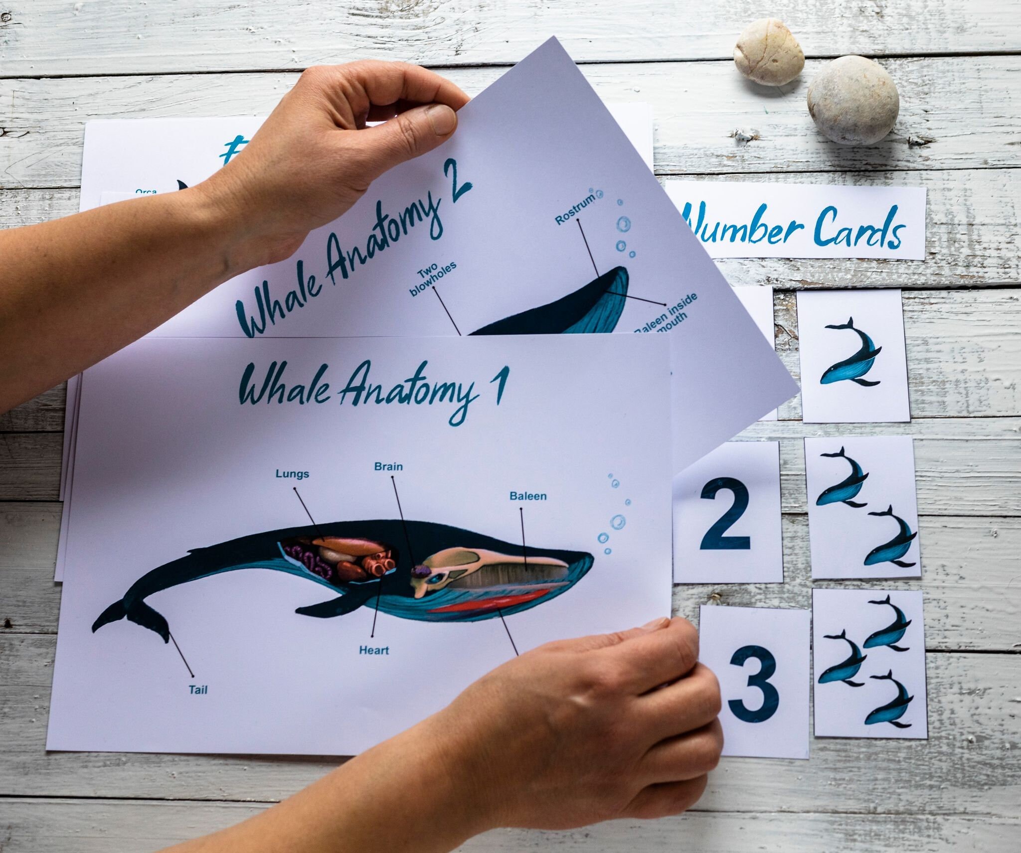 Blue Whale Mini Study, Nature Pack, Charlotte Mason Inspired Unit - Etsy