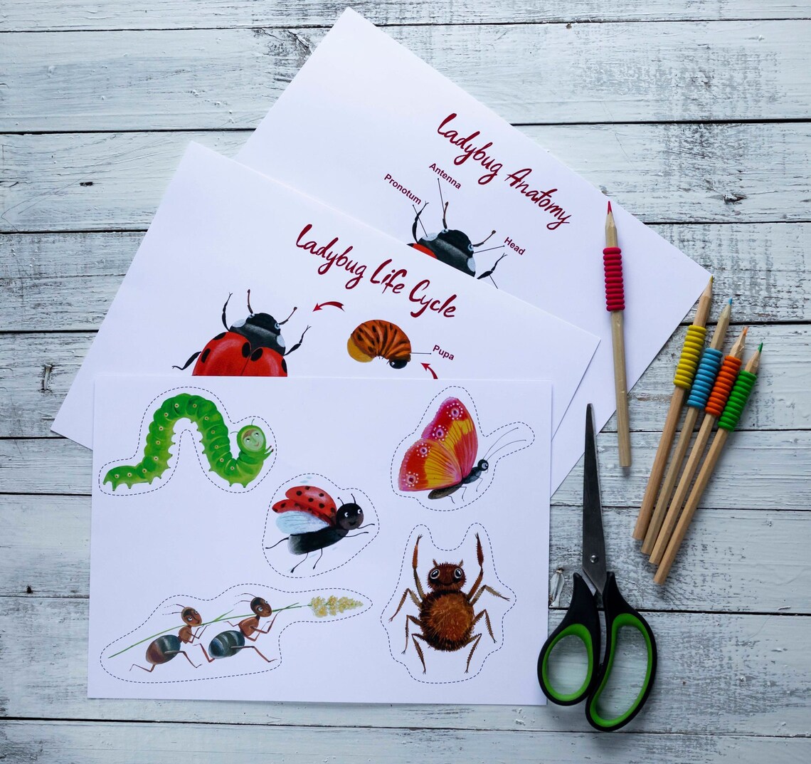 Ladybug Unit Study, Nature Pack, Charlotte Mason Inspired Unit - Etsy