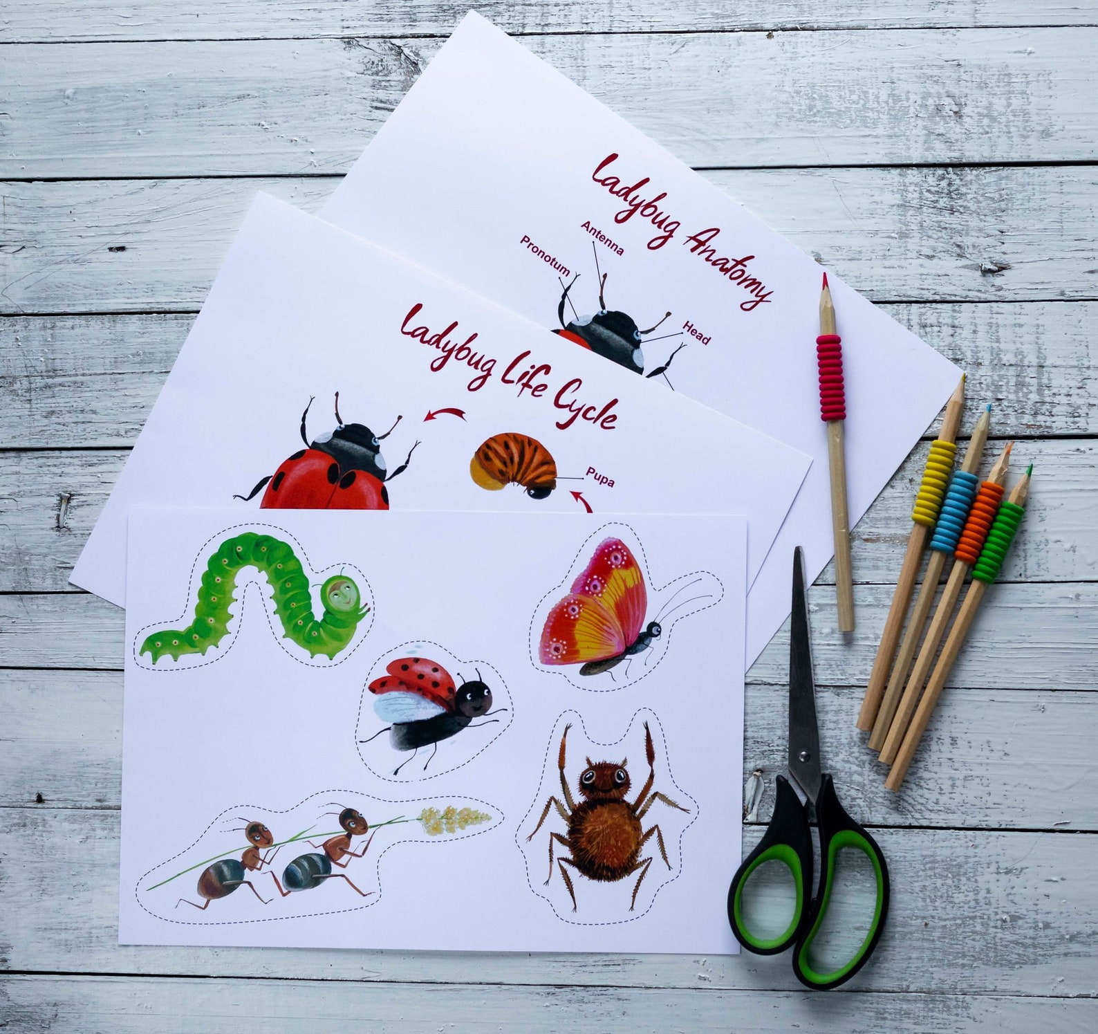 Ladybug Unit Study, Nature Pack, Charlotte Mason Inspired Unit - Etsy