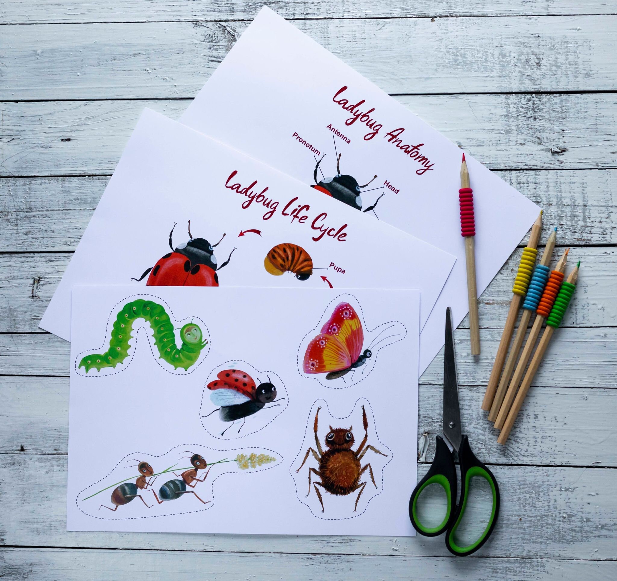 Ladybug Unit Study, Nature Pack, Charlotte Mason Inspired Unit - Etsy