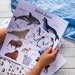 Arctic Tern Mini Study, Nature Pack, Charlotte Mason Inspired Unit - Etsy