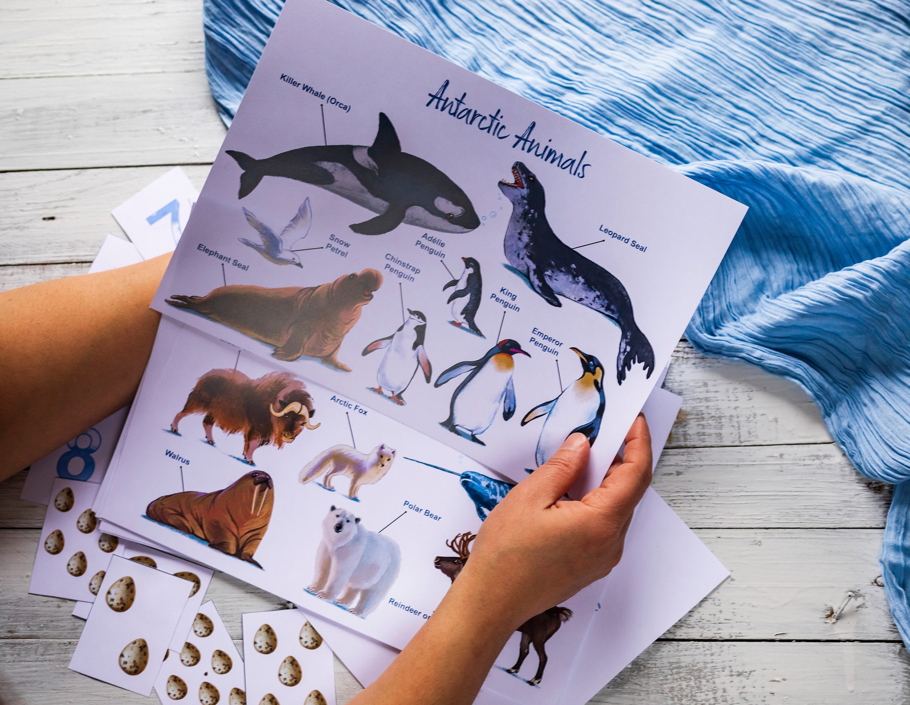 Arctic Tern Mini Study, Nature Pack, Charlotte Mason Inspired Unit - Etsy