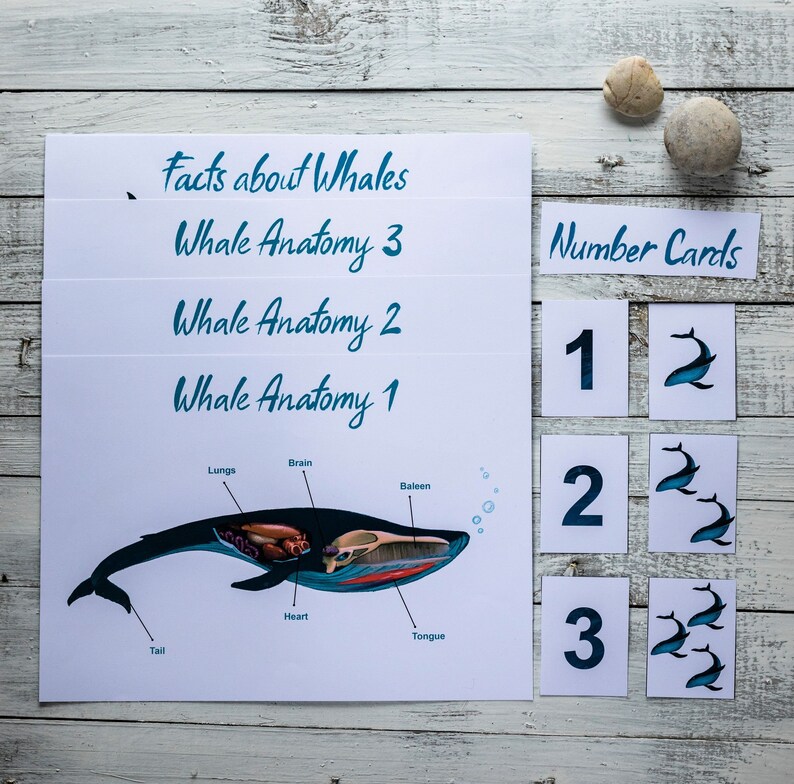 Blue Whale Mini Study, Nature Pack, Charlotte Mason Inspired Unit - Etsy
