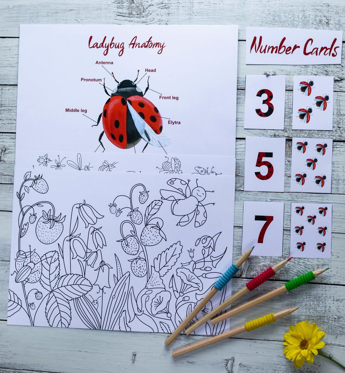 Ladybug Unit Study, Nature Pack, Charlotte Mason Inspired Unit - Etsy