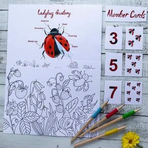 Ladybug Unit Study, Nature Pack, Charlotte Mason Inspired Unit - Etsy