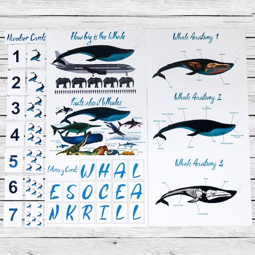 Blue Whale Mini Study Nature Pack Charlotte Mason Inspired - Etsy