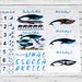 Blue Whale Mini Study, Nature Pack, Charlotte Mason Inspired Unit - Etsy