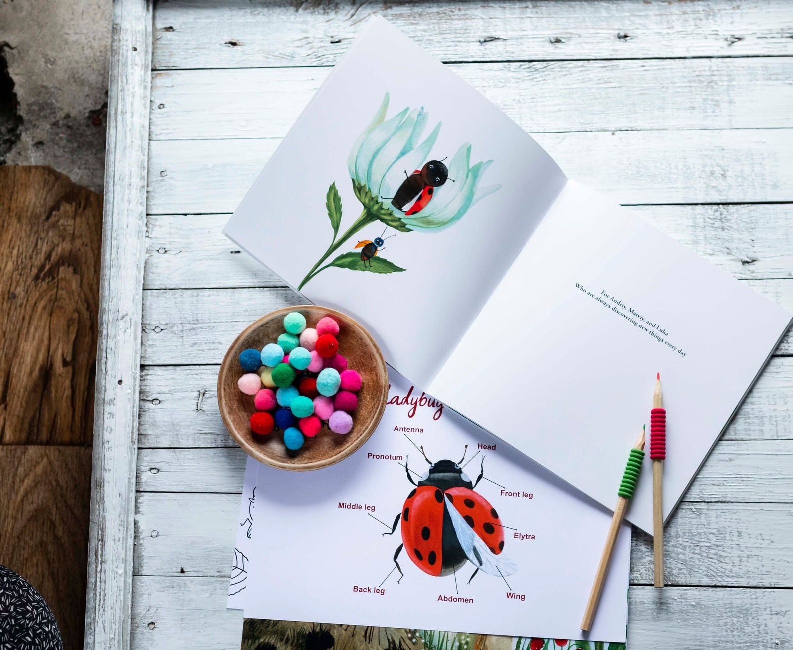 Ladybug Unit Study, Nature Pack, Charlotte Mason Inspired Unit - Etsy