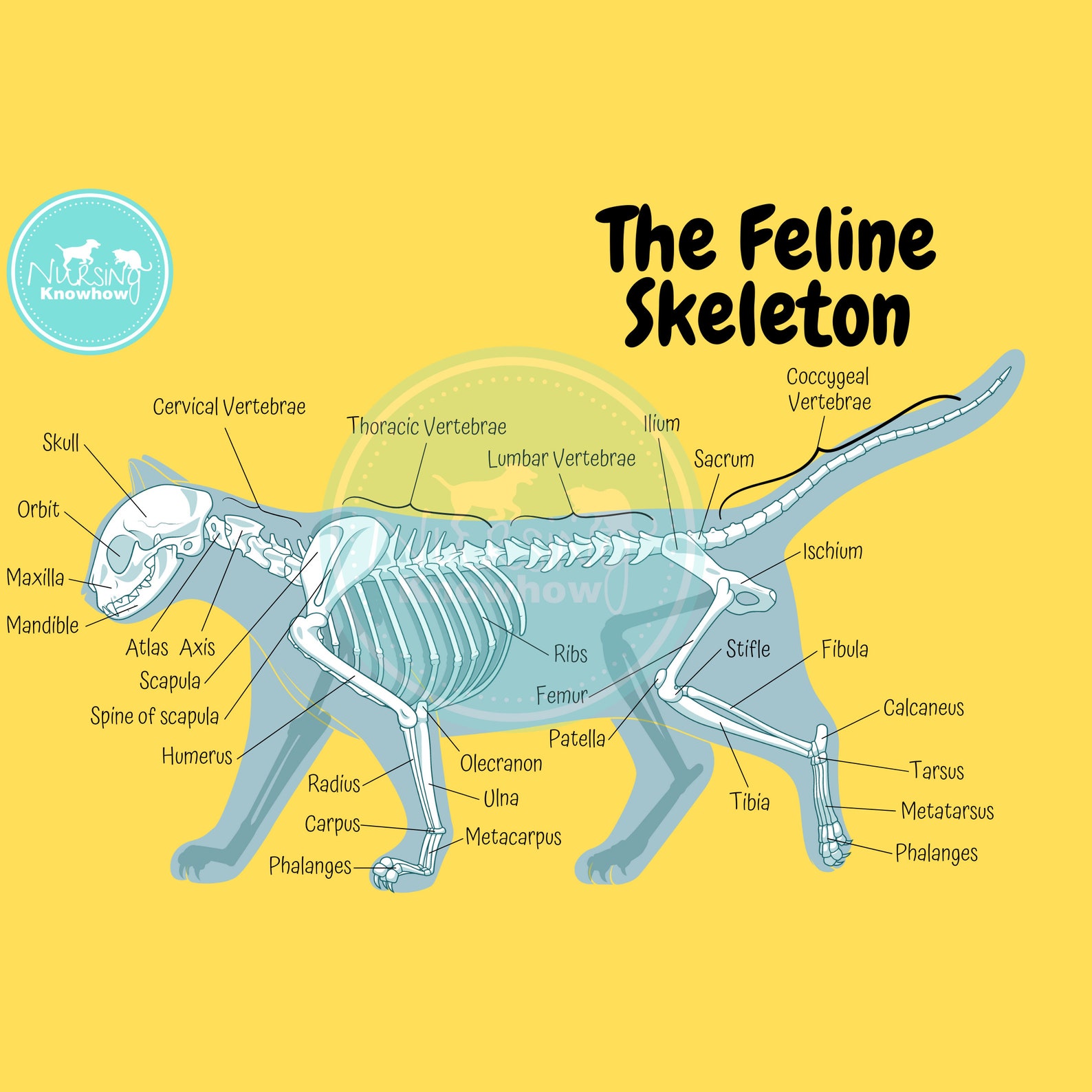 The Feline Skeletal Anatomy Poster Dyslexia Yellow - Etsy