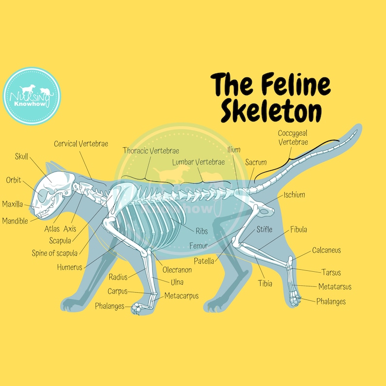 The Feline Skeletal Anatomy Poster Dyslexia Yellow - Etsy