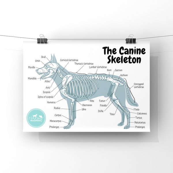 Veterinary Anatomy Poster - Etsy