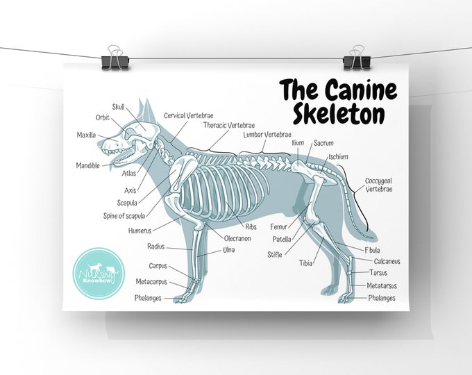 Feline Skeletal Structure Veterinary Medicine Educational Poster, Study ...