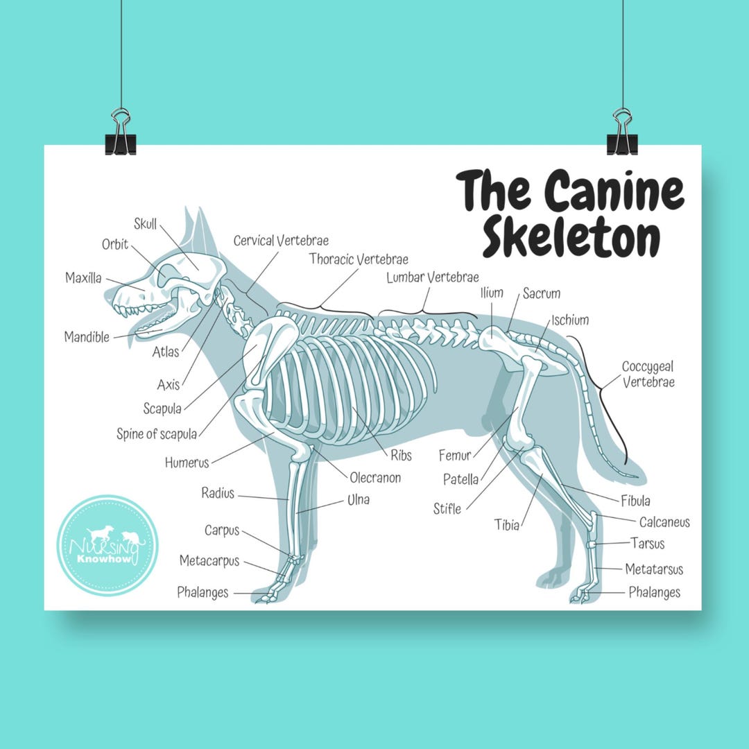 Physical Skeletal Animal Veterinary Poster - Vet Nurse and Vet Tech ...