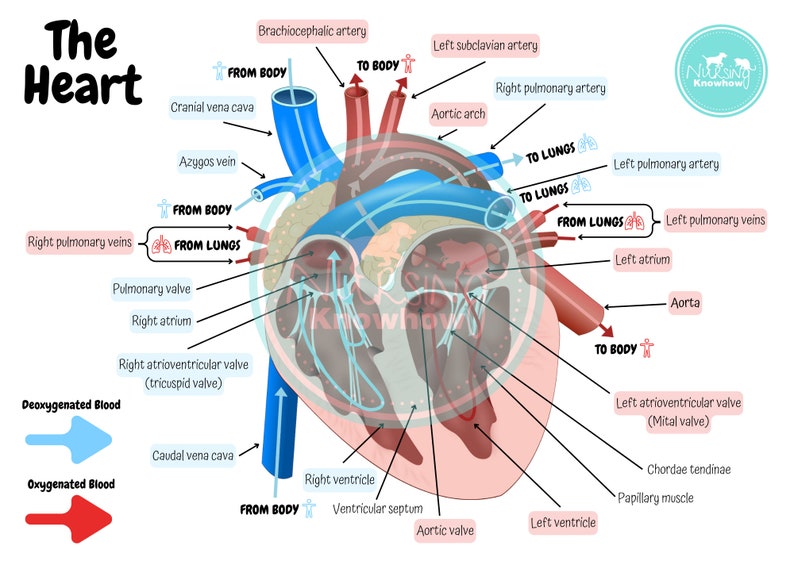 The Veterinary Heart Anatomy Poster - Etsy