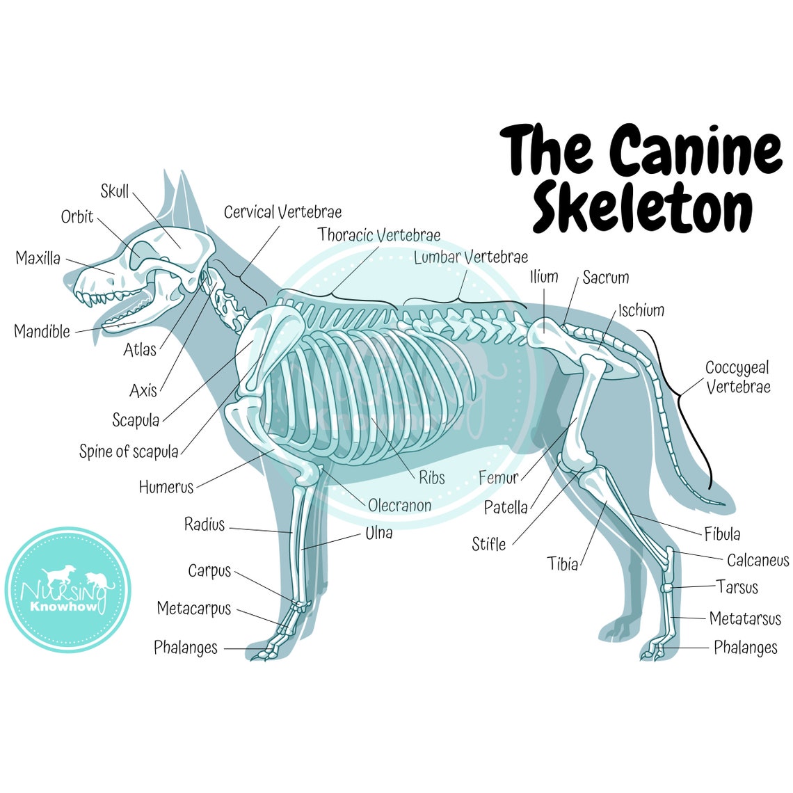 The Canine Skeletal Anatomy Poster | Etsy