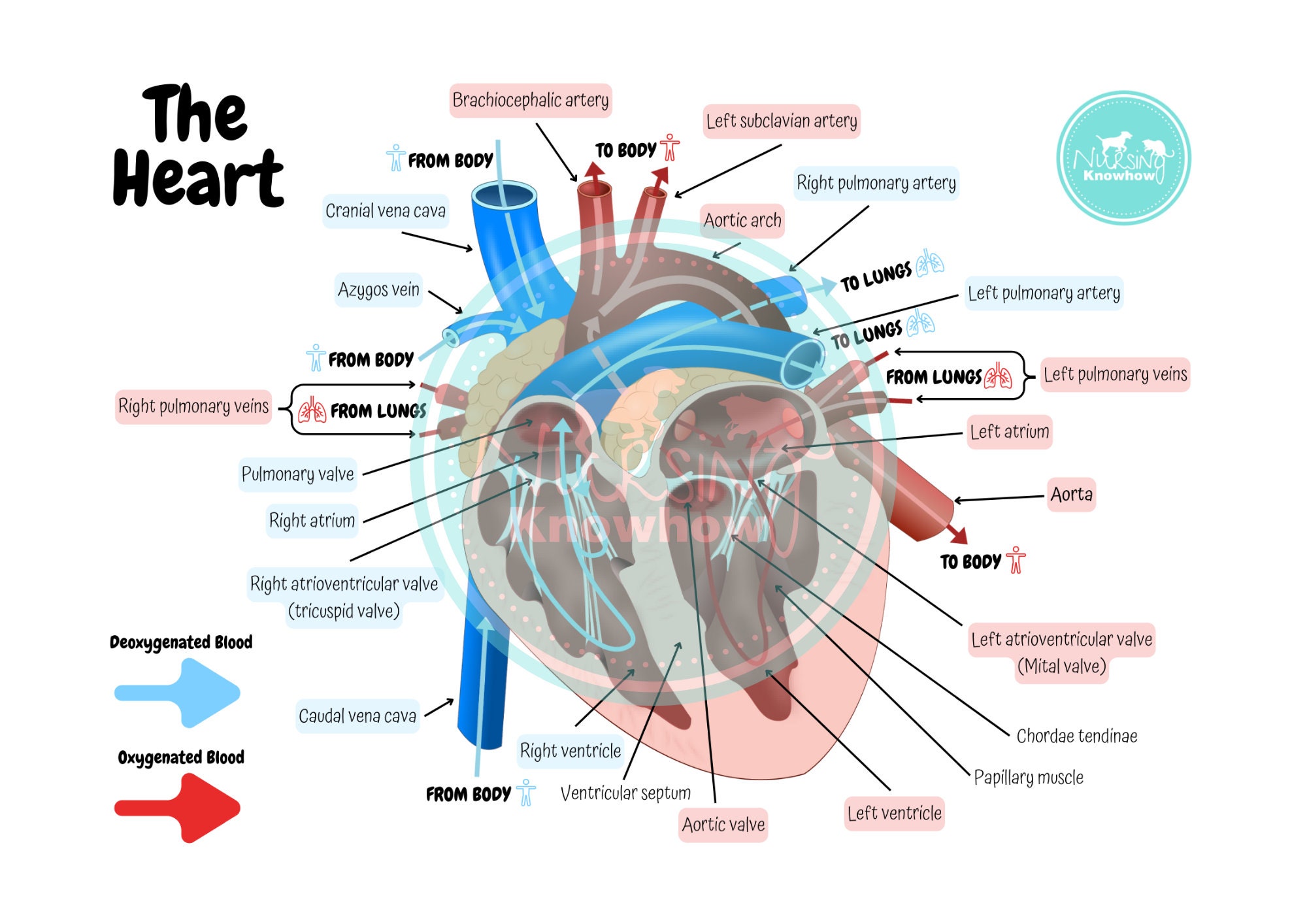 The Veterinary Heart Anatomy Poster - Etsy