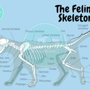 The Feline Skeletal Anatomy Poster Dyslexia Blue - Etsy