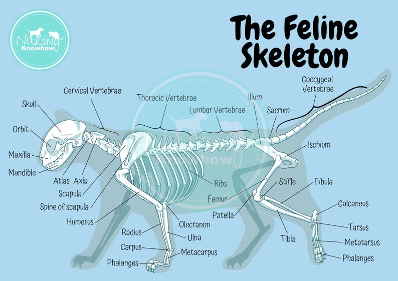 The Feline Skeletal Anatomy Poster Dyslexia Blue - Etsy