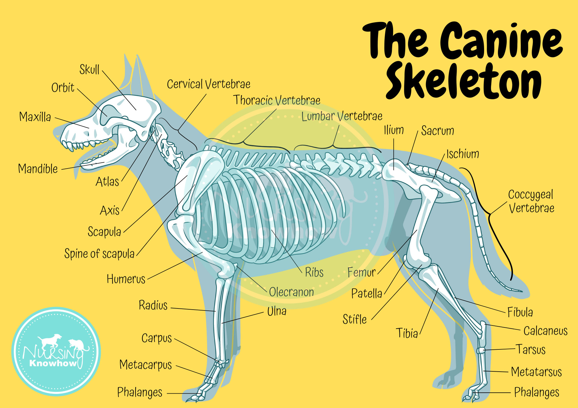 The Canine Skeletal Anatomy Poster Dyslexia Yellow - Etsy