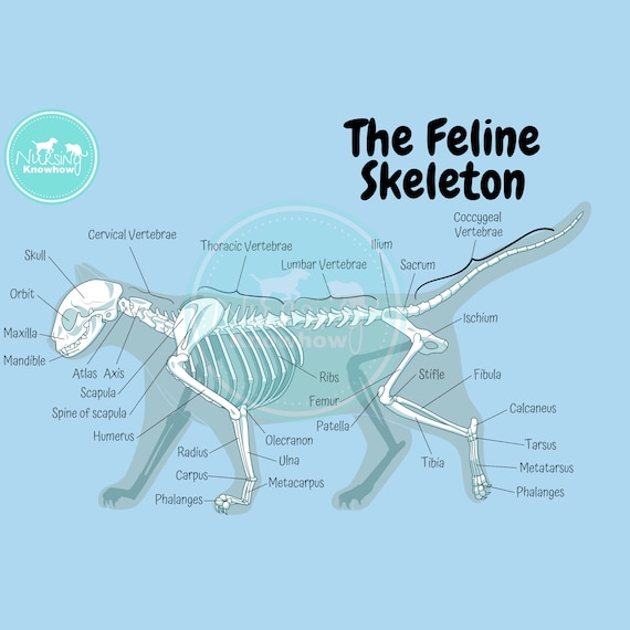 The Feline Skeletal Anatomy Poster Dyslexia Blue | Etsy