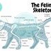 The Feline Skeletal Anatomy Poster - Etsy