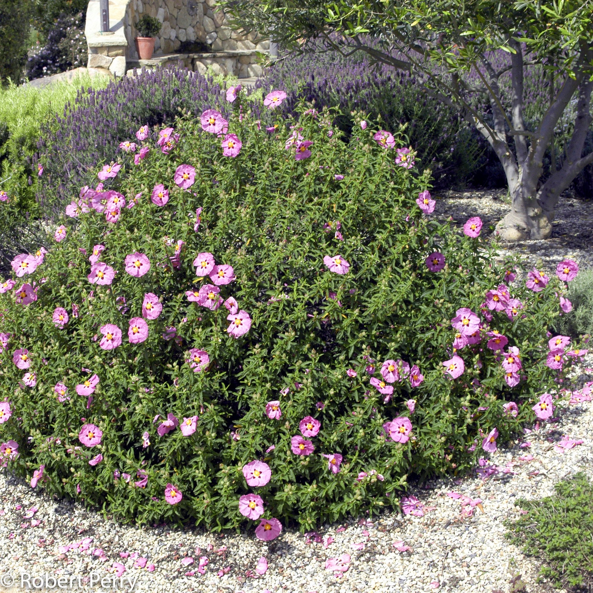 Cistus Tea Cistus incanus Orgánico. Super hierba | Etsy