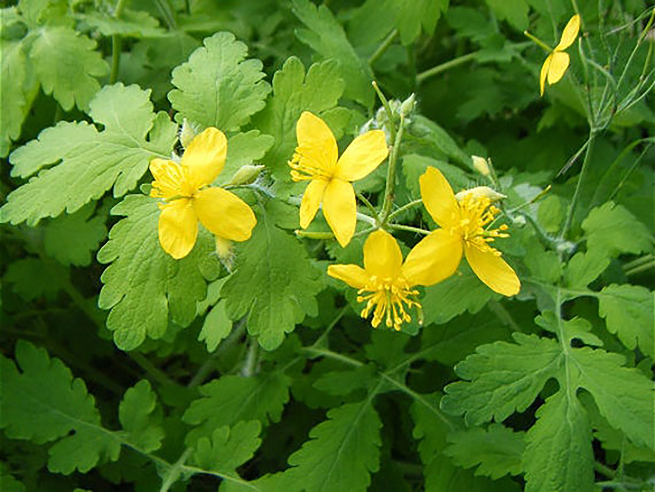 Greater Celandine Herb Chelidonium majus | Etsy