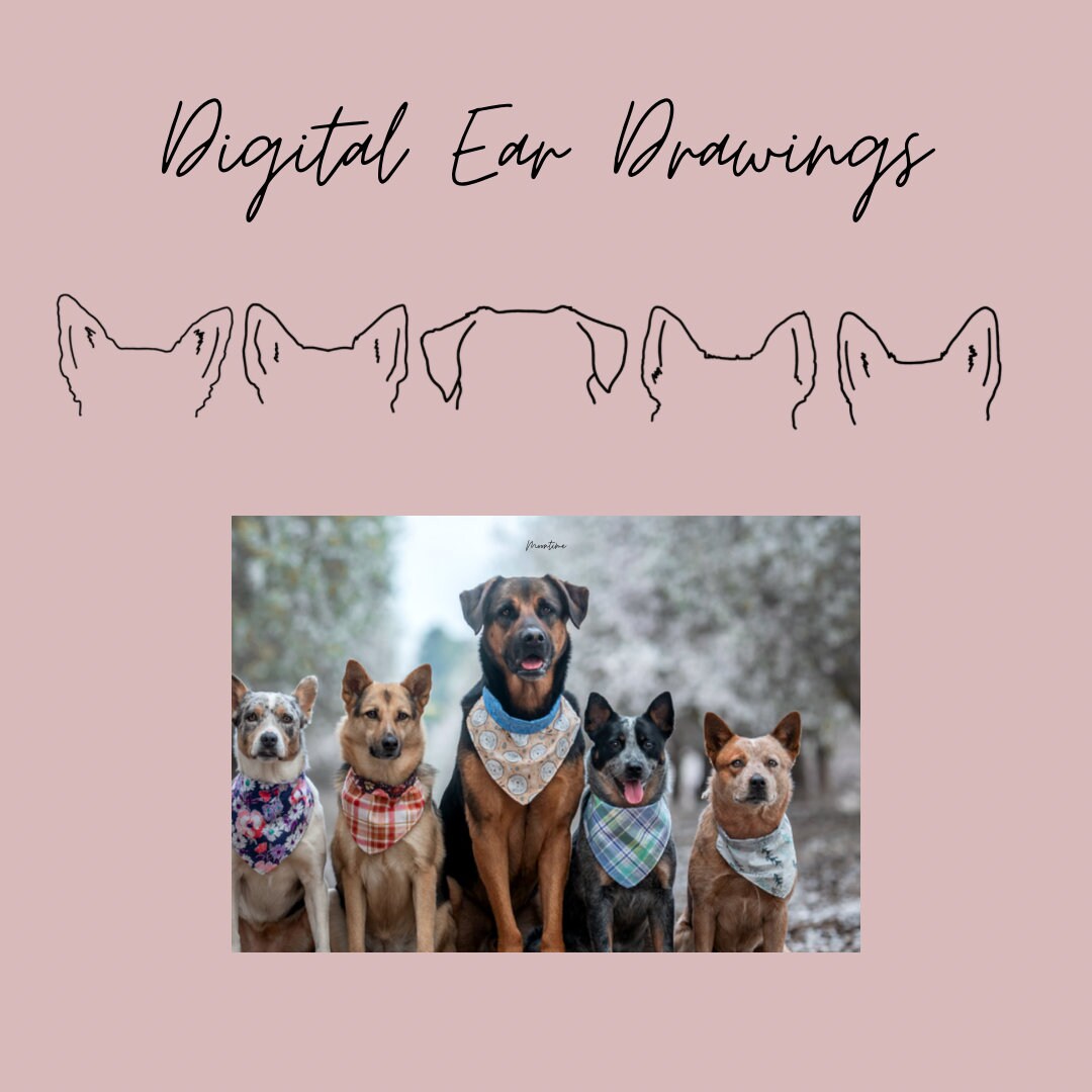 Digital Custom Pet Ear Drawing - Etsy